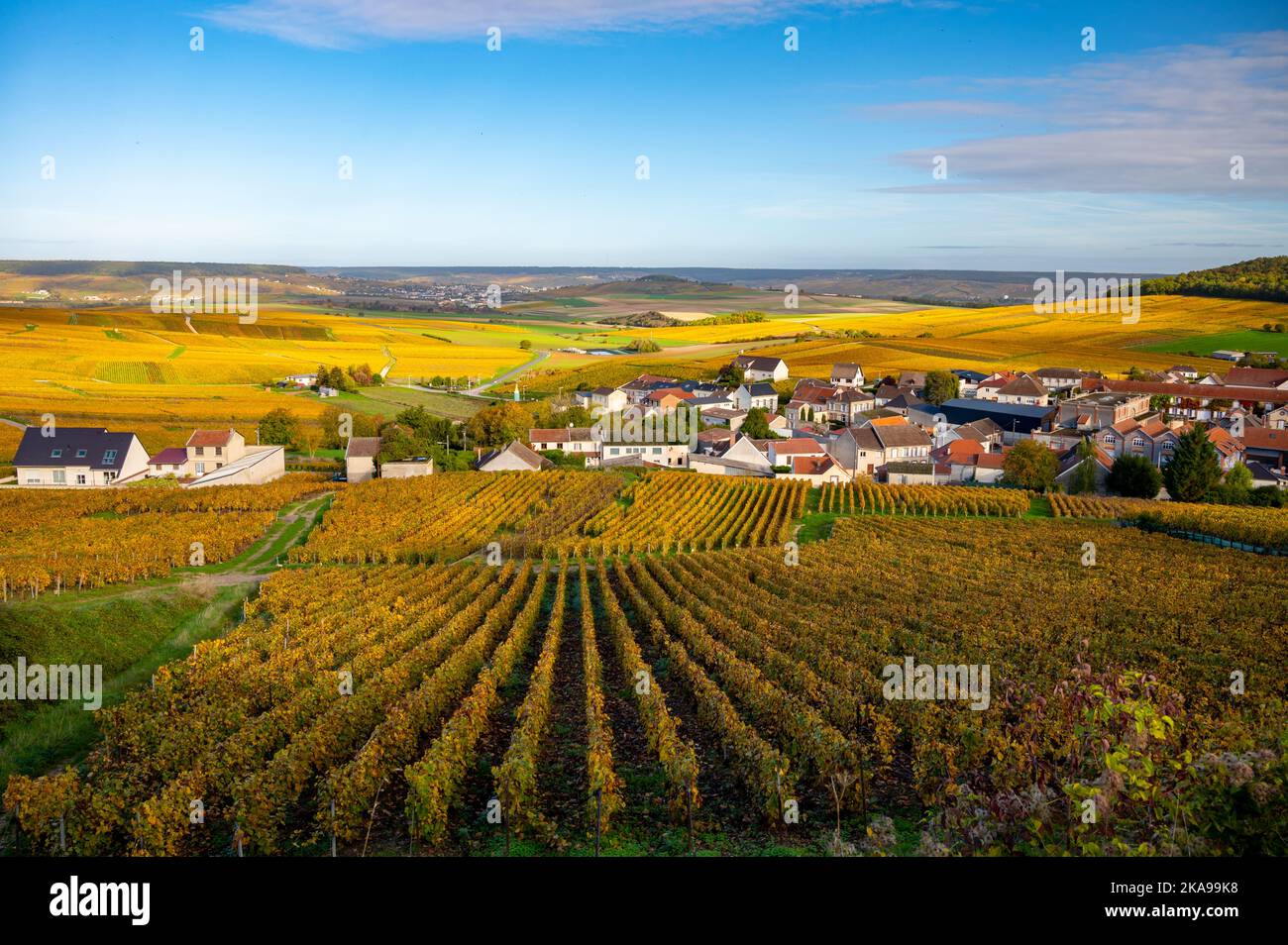 Colorful autumn landscape with yellow grand cru chardonnay vineyards in ...