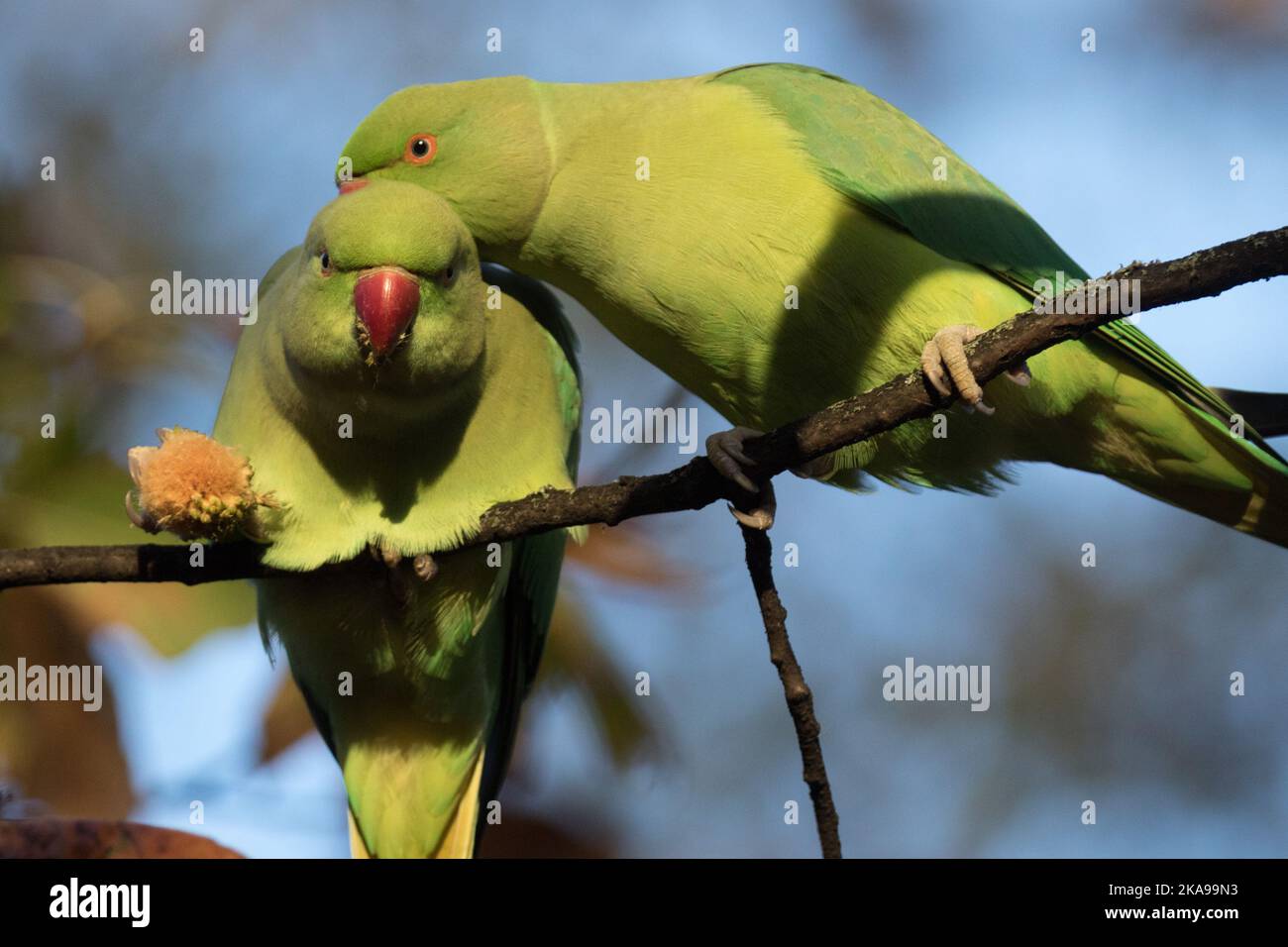 St James's Park, London, UK. 1st November 2022. A pair of ring necked ...