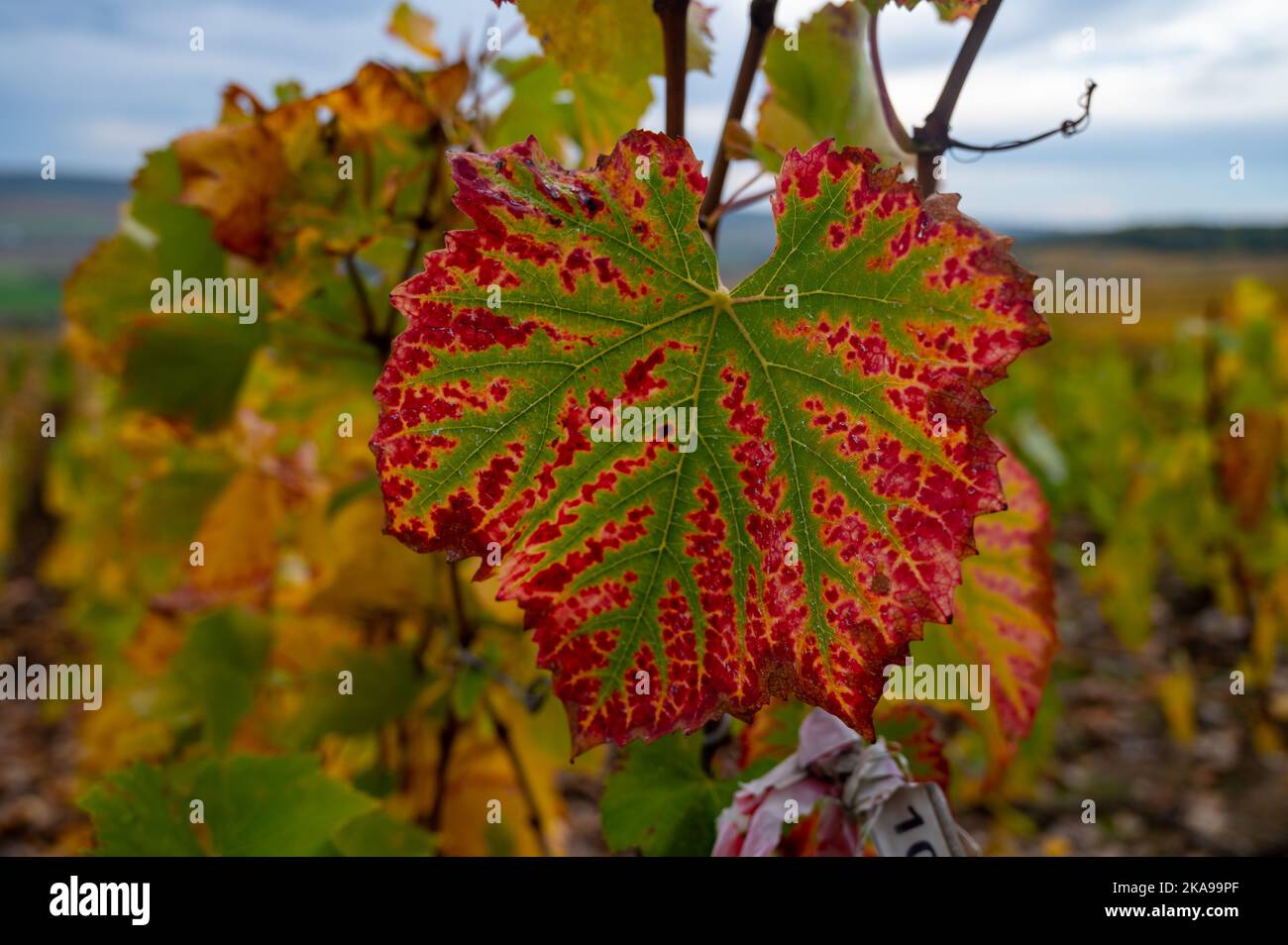 Colorful leaves of pinot meunier grapes at autuimn on champagne ...