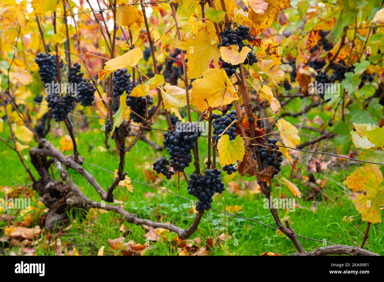 Colorful leaves and ripe clusters of pinot meunier grapes at autuimn on ...