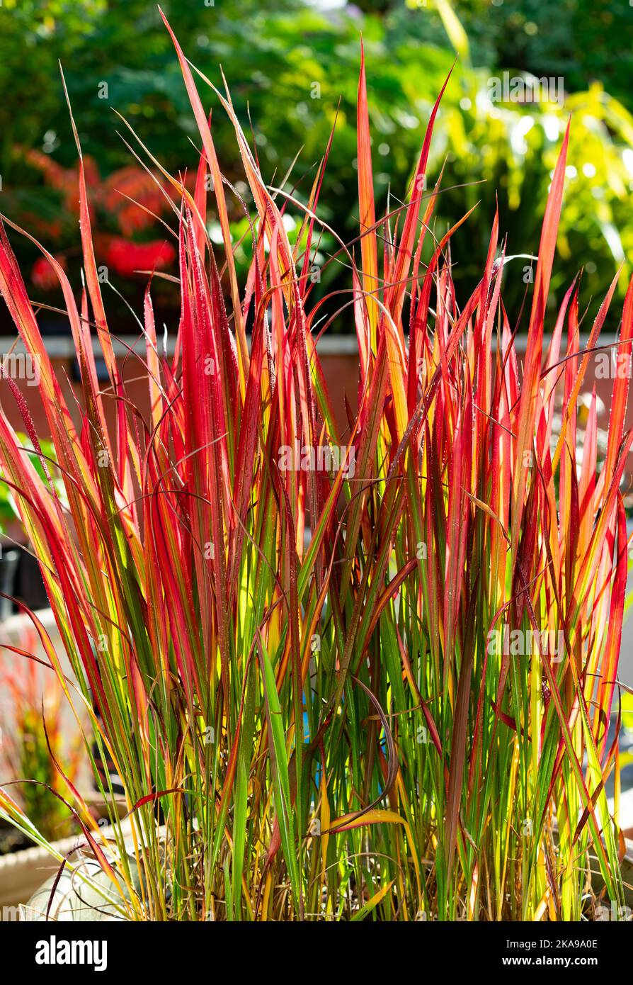 Backlit Imperata Grass Stock Photo - Alamy