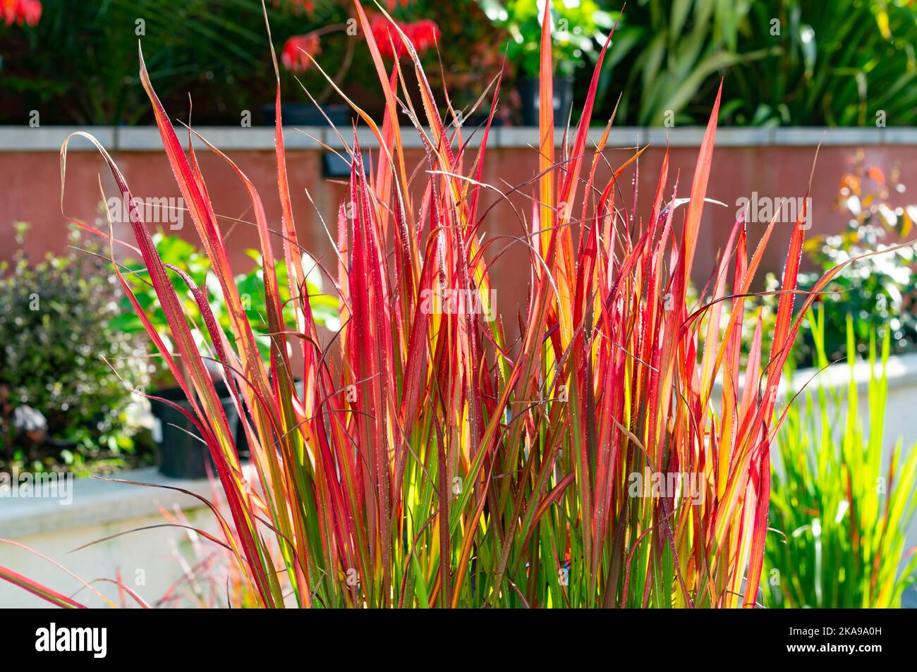 Backlit imperata hi-res stock photography and images - Alamy