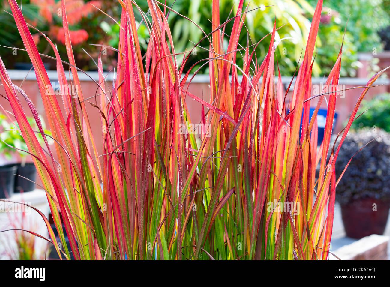 Imperata grass hi-res stock photography and images - Alamy