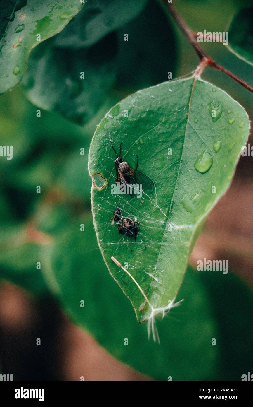 Flies caught in a spider web hi-res stock photography and images - Alamy