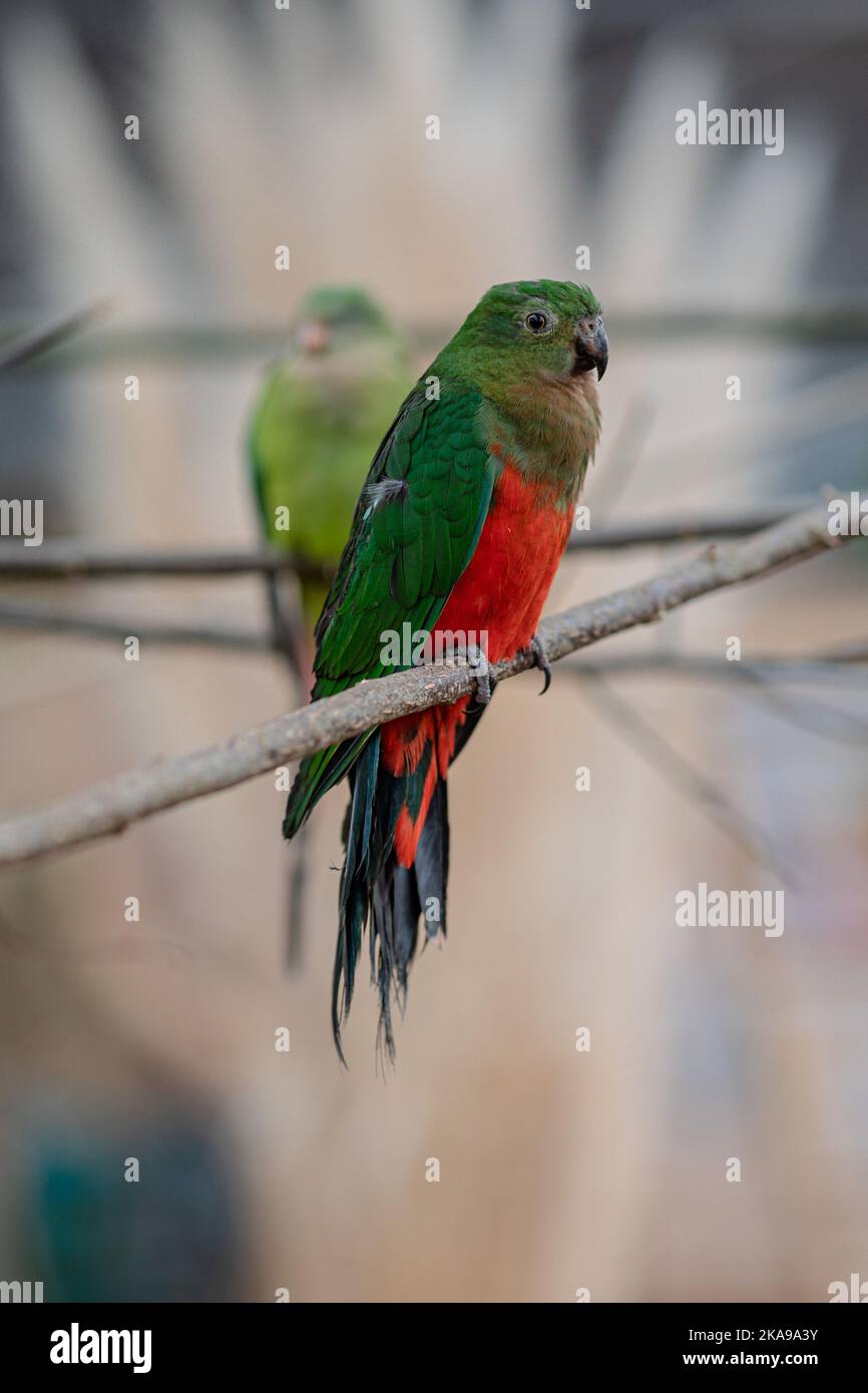A king parrot peched on a branch Stock Photo - Alamy