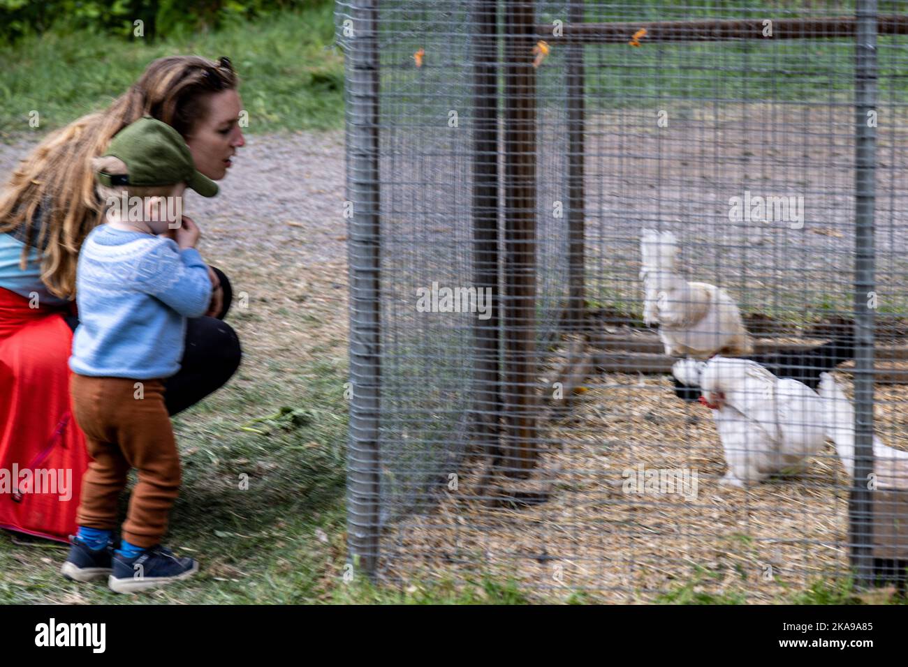 Look at chickens Kongsgarden Farm Bygdoy Oslo Norway Stock Photo - Alamy