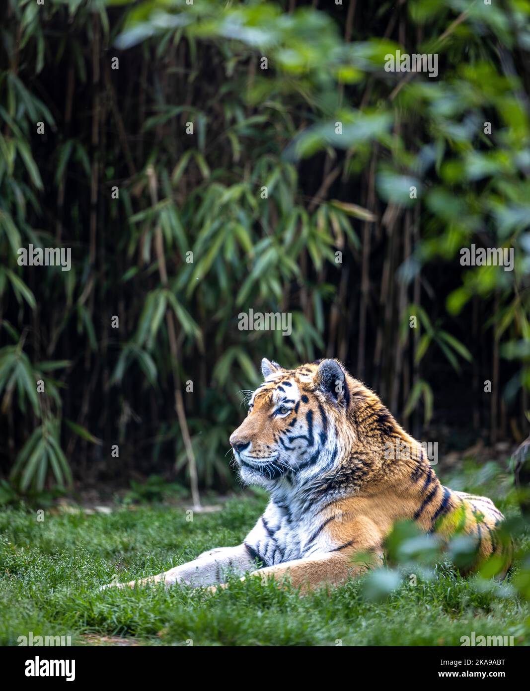 A vertical shot of a beautiful Siberian tiger in the zoo Stock Photo ...