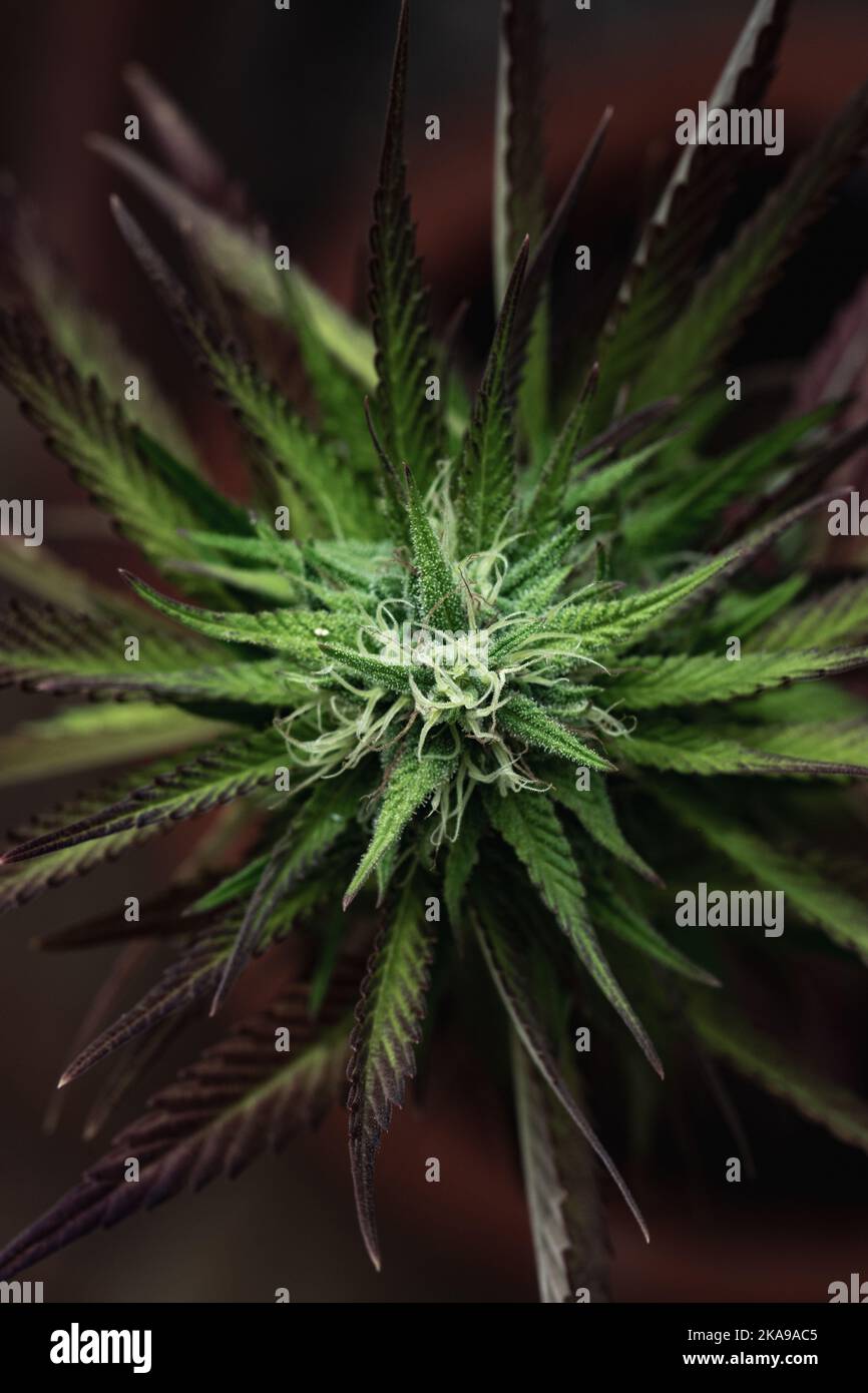 Top view plant cannabis hi-res stock photography and images - Alamy