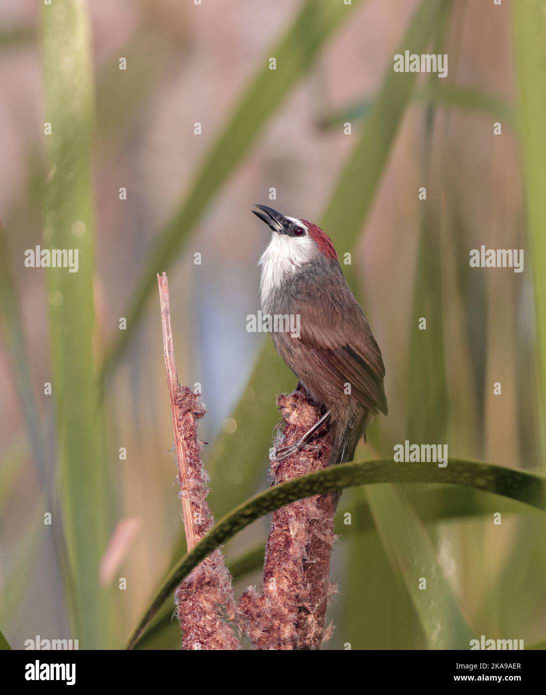 chestnut-capped babbler is a passerine bird of the family Timaliidae ...