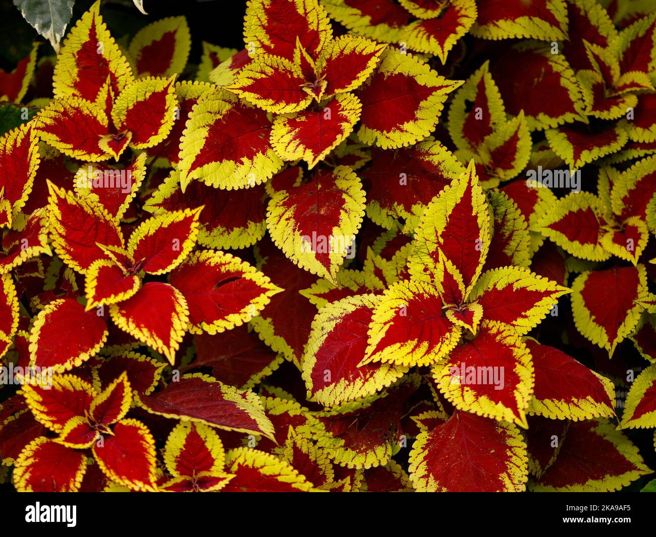 Coleus scutellarioides trusty rusty hi-res stock photography and images ...