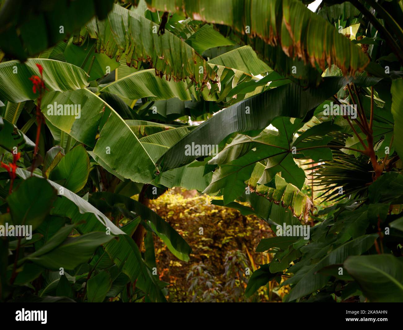 Close up of the large architectural green leaves of the hardy banana ...