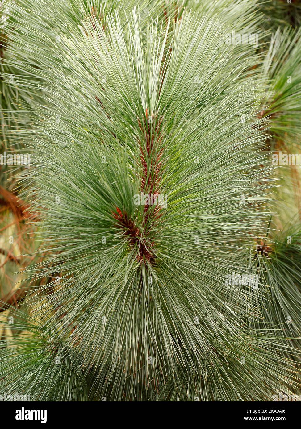Close up of a stem with long evergreen pine needles of the perennial ...