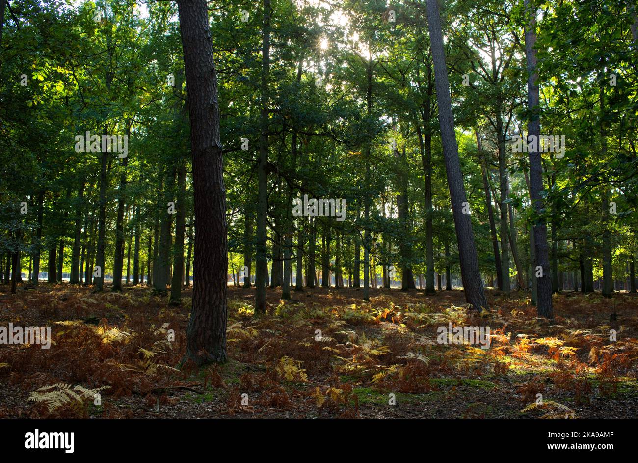 Polydpodiophyta hi-res stock photography and images - Alamy