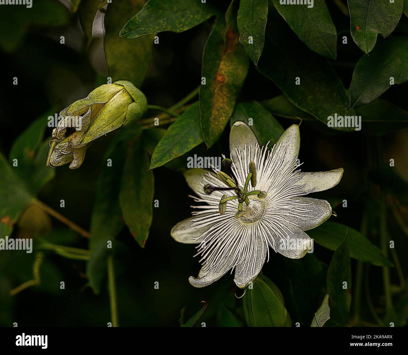 Illustrative close up of the white flowering evergreen garden climbing ...
