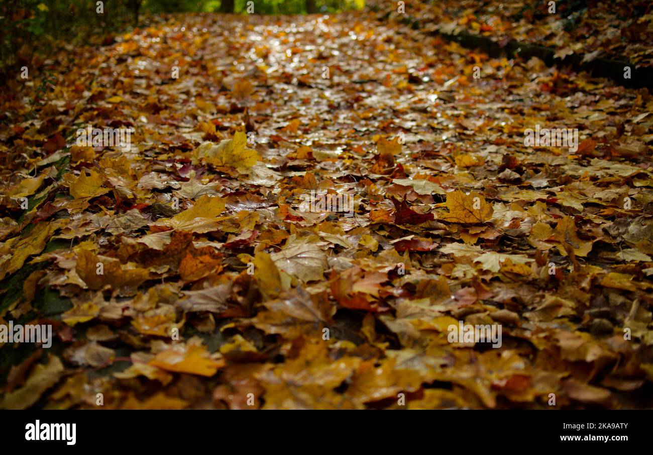 close-op view of an ascending forest path, covered with fallen brownish ...