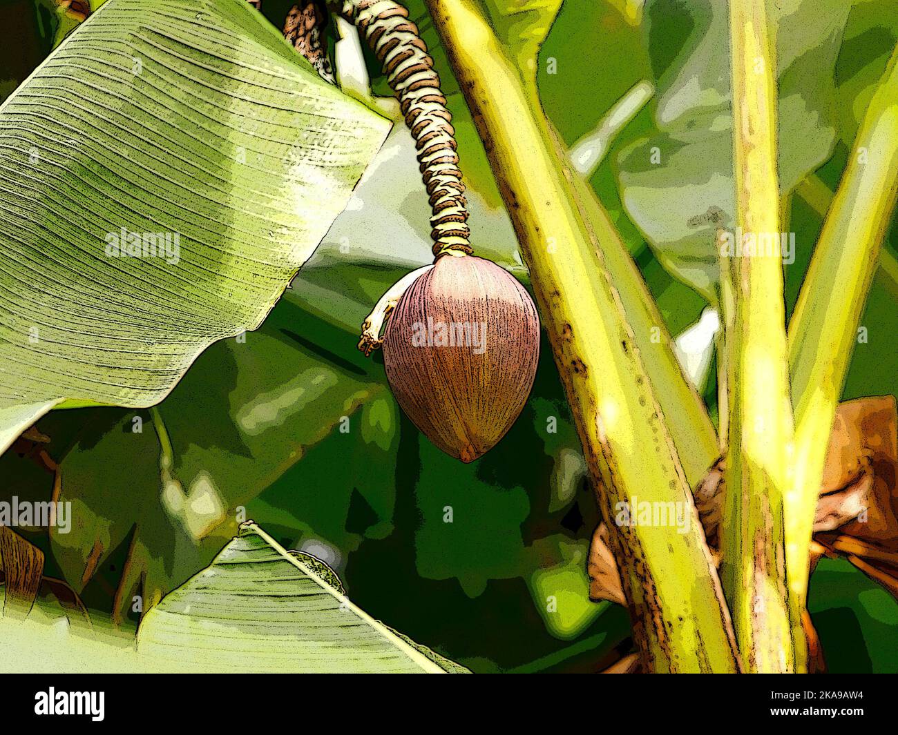Illustrative close up of the long flowering bloom of the hardy banana ...
