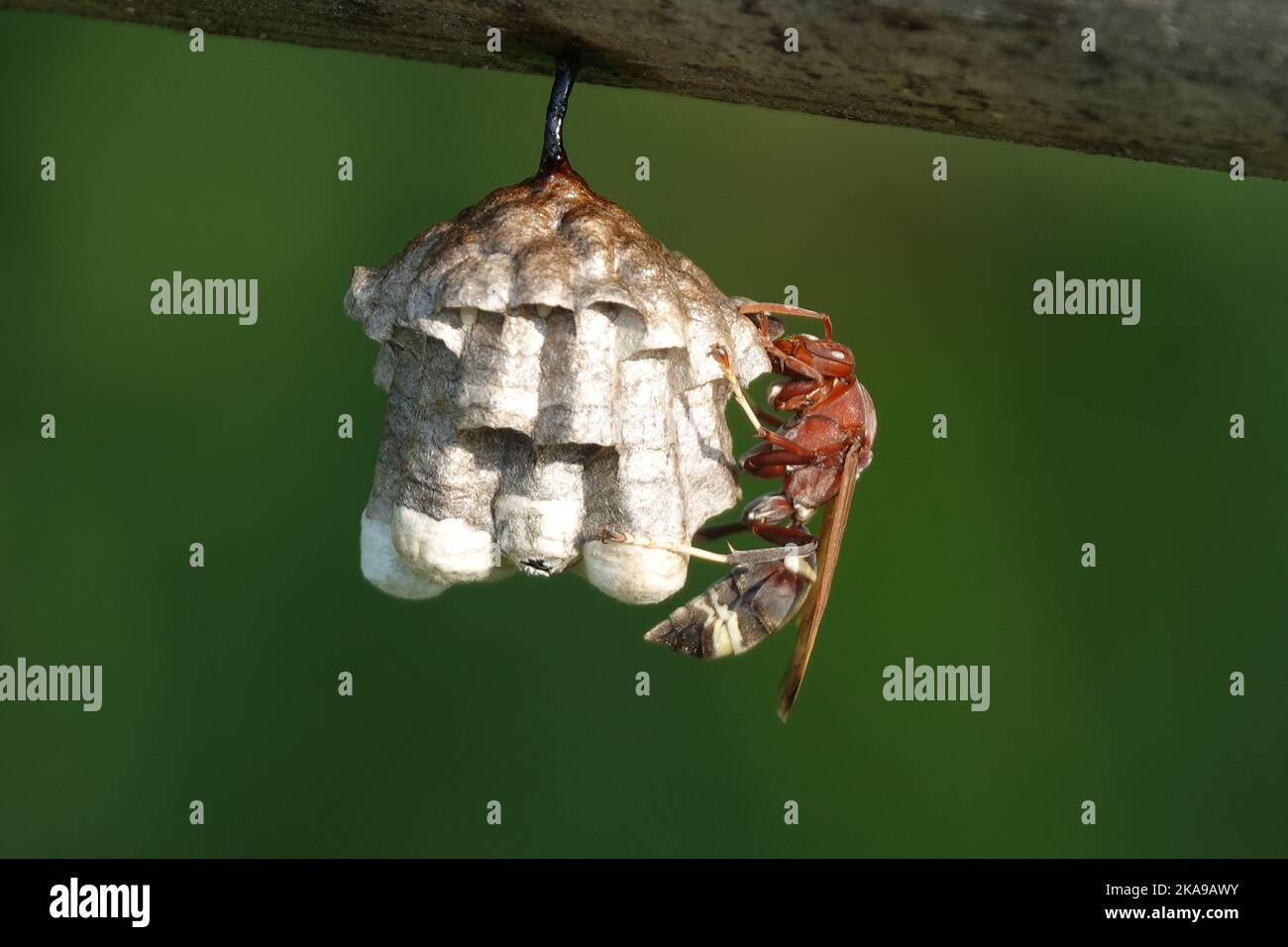 A macro shot of a hornet wasp attached to its white nest hanging from ...
