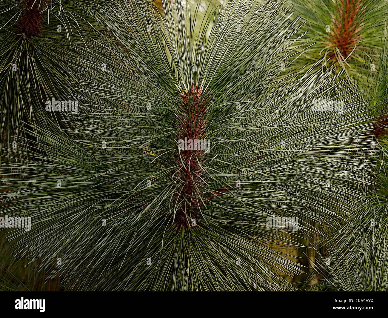 Illustrative close up of a stem with long evergreen pine needles of the ...