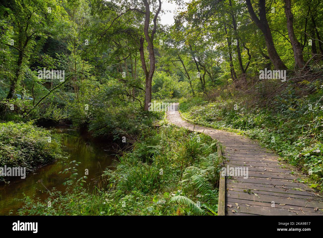 Scarborough, UK: Forge Valley woods national nature reserve, wooden ...