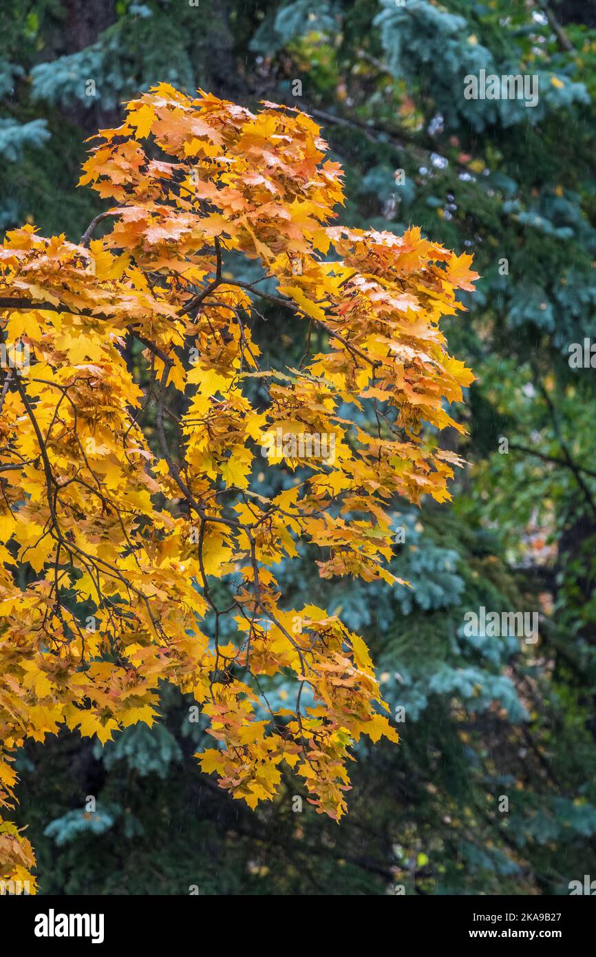 Maple branches with yellow leaves in autumn, in the light of sunset. Dry autumnal leaves ...