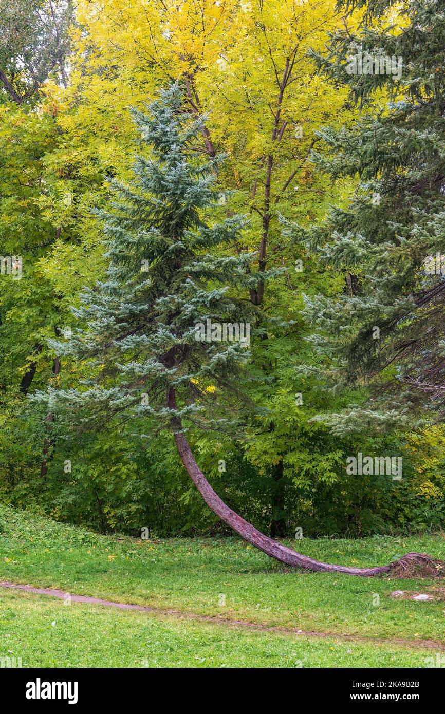 Spruce with curved trunk in autumn park. Curved tree trunk Stock Photo ...