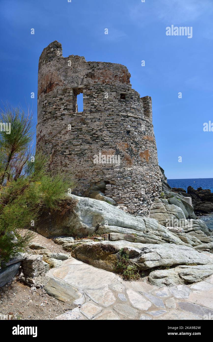 The Genoese tower of Erbalunga at Cap Corse, Corsica Stock Photo - Alamy