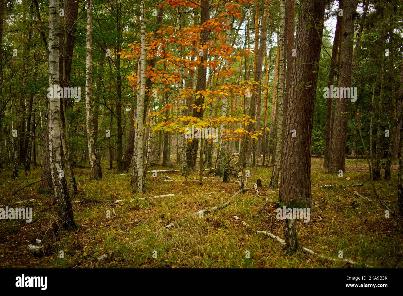 forest with trunks of different species of trees including birch and a ...