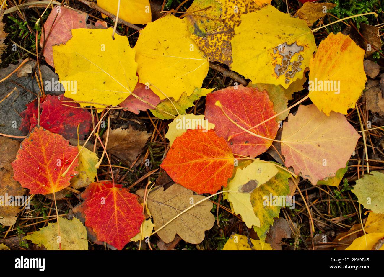 colorful fallen leaves on the ground in red, orange, yellow, and brown ...