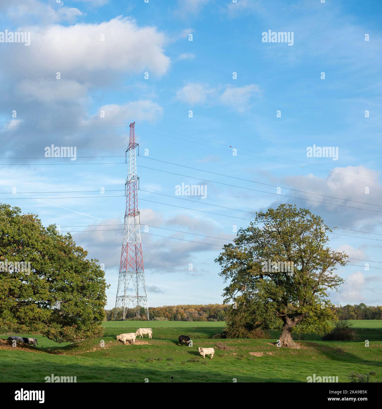 belgian landscape with oak tree and cows between brussels and ...