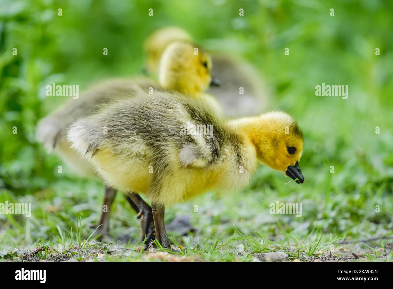 A closeup of tiny goose chicks walking in green plants with its flock ...