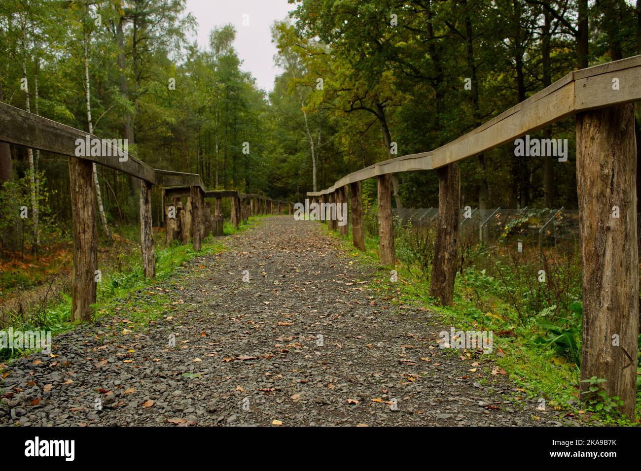 forest path with wooden railing on both sides Stock Photo - Alamy