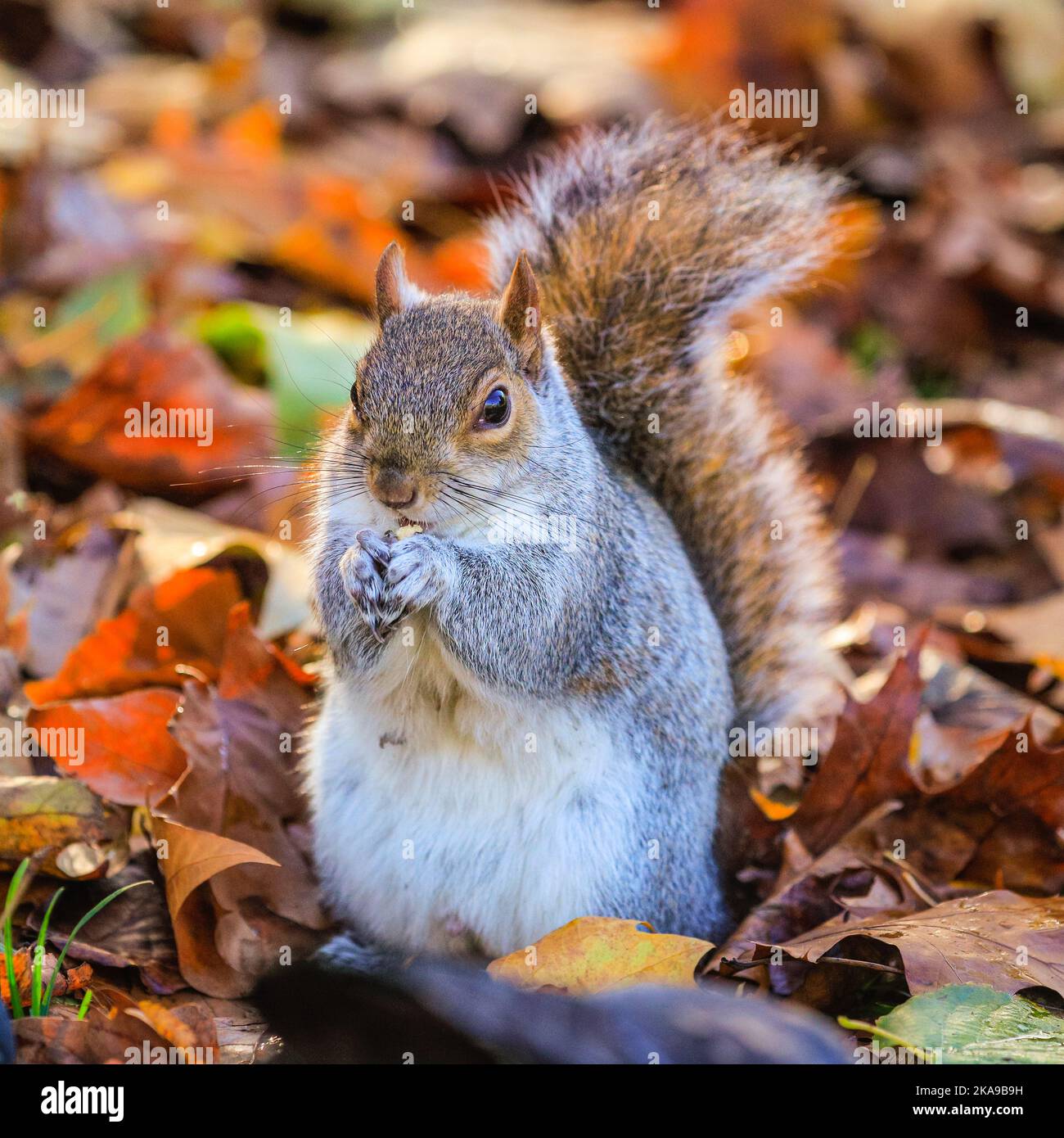 London, UK. 01st Nov, 2022. A fluffy gray squirrel (Sciurus ...