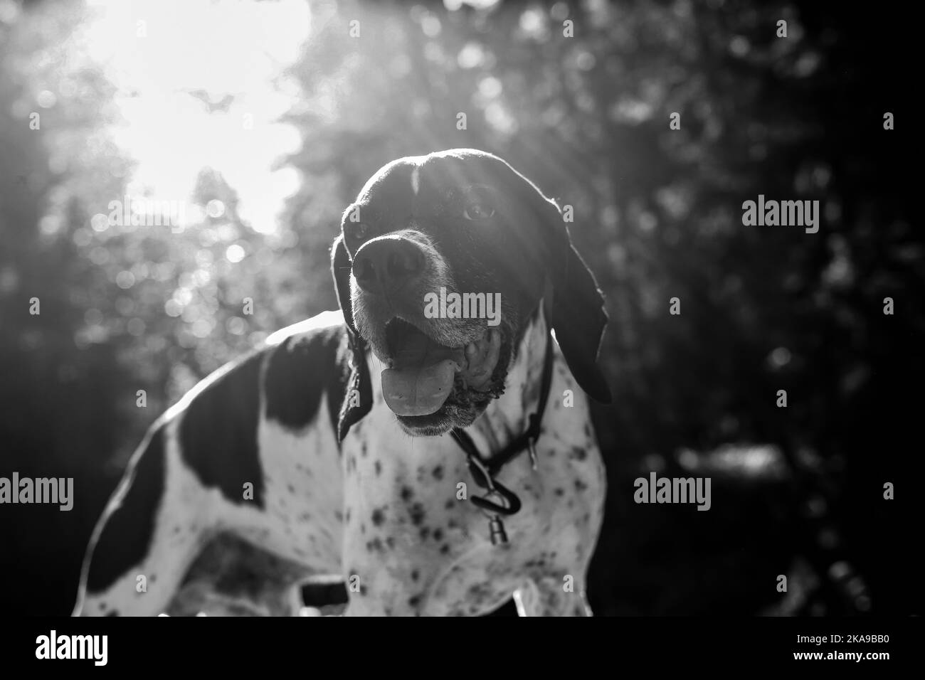 English Pointer Dog Black And White at Ellen Unger blog