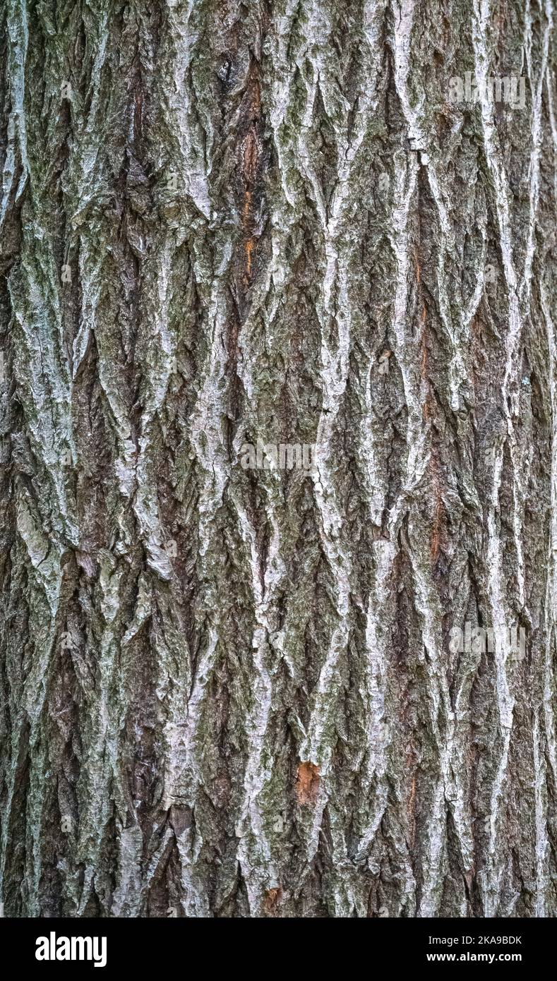 Birch bark texture. The texture of the birch bark. Birch bark ...