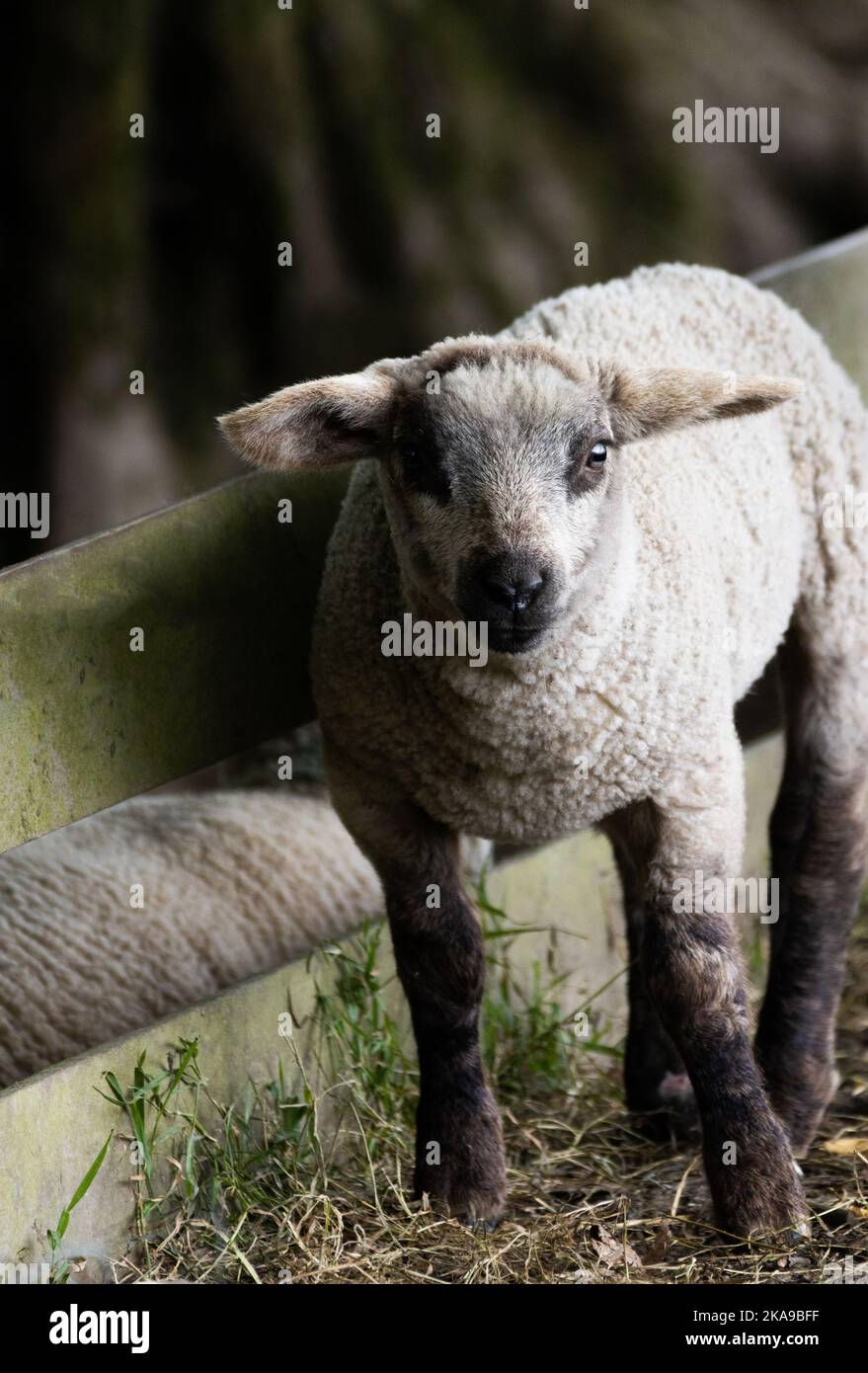 A vertical portrait of a cute furry sheep looking at the camera Stock ...