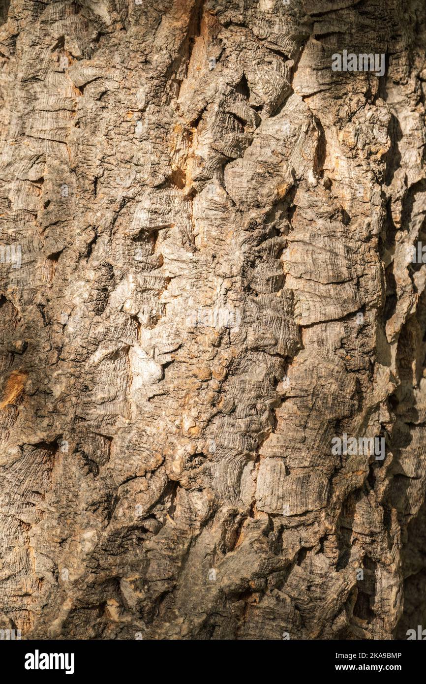 The texture of the bark of an old willow. Detailed bark texture ...
