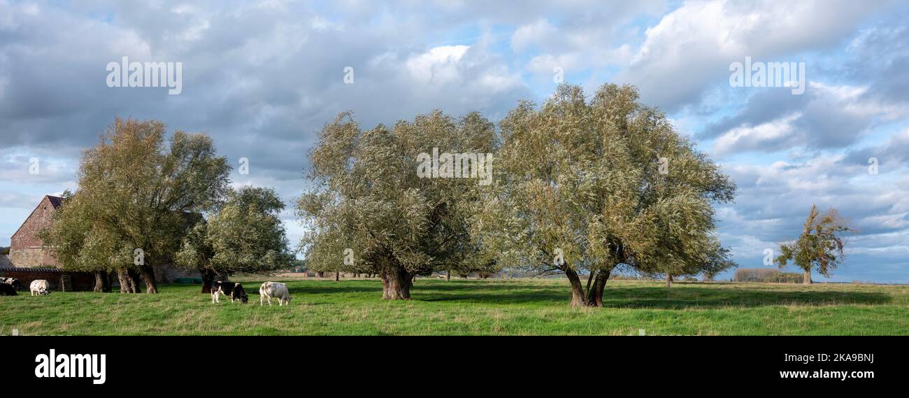 belgian landscape with trees and cows between brussels and charlerloi ...