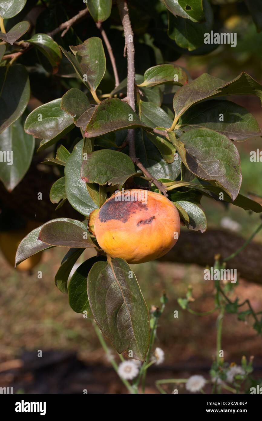 Burned persimmons hi-res stock photography and images - Alamy