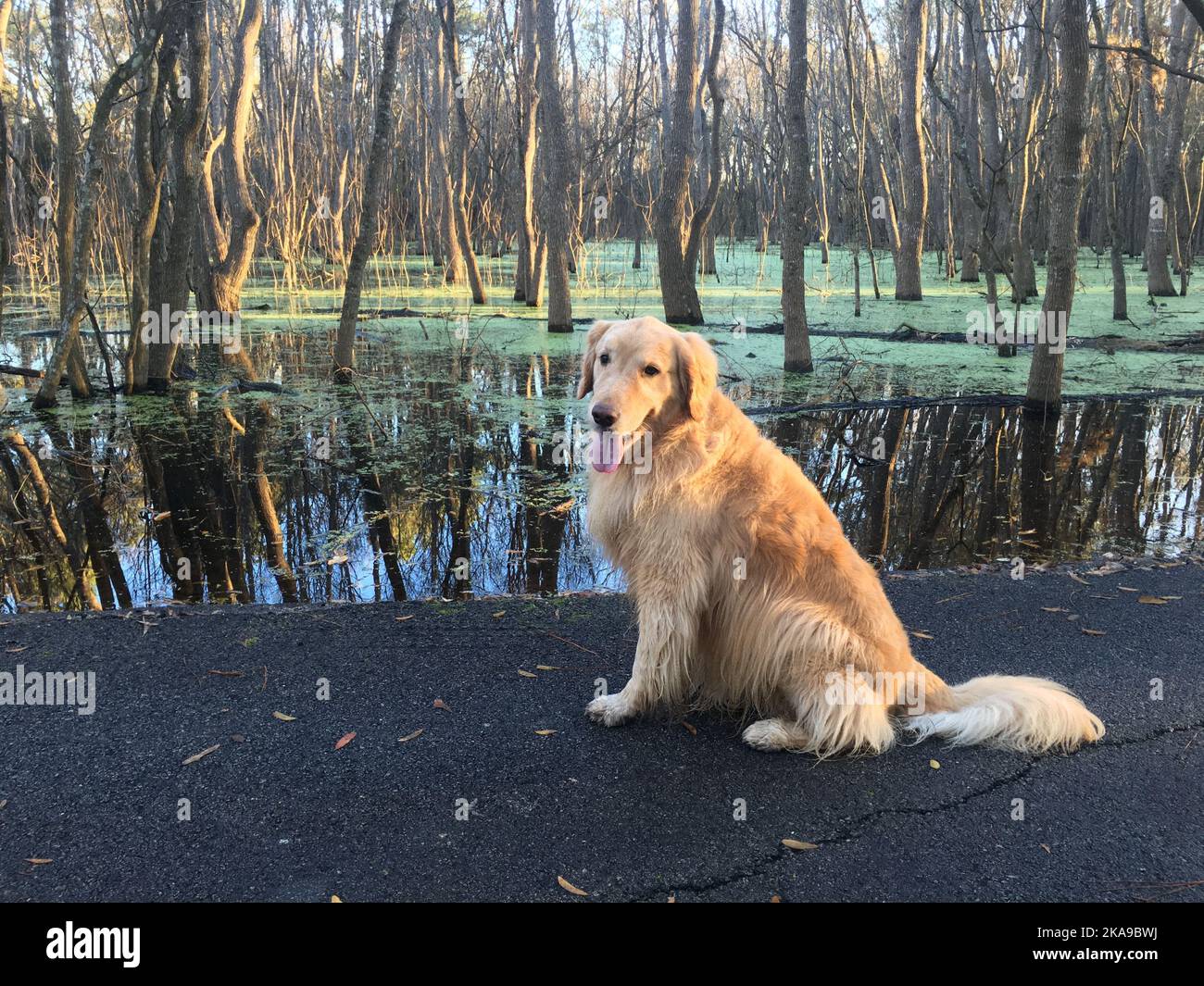 A beautiful Golden Retriever sitting next to a swamp Stock Photo - Alamy