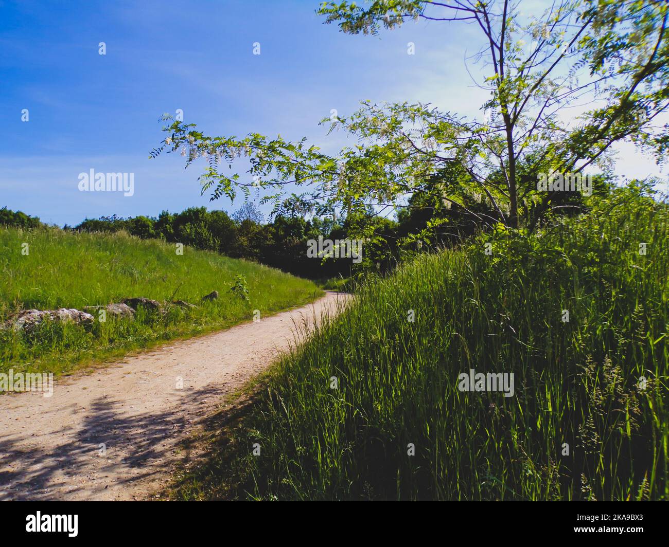 A view of rural footpath surrounded by grasses and trees Stock Photo ...