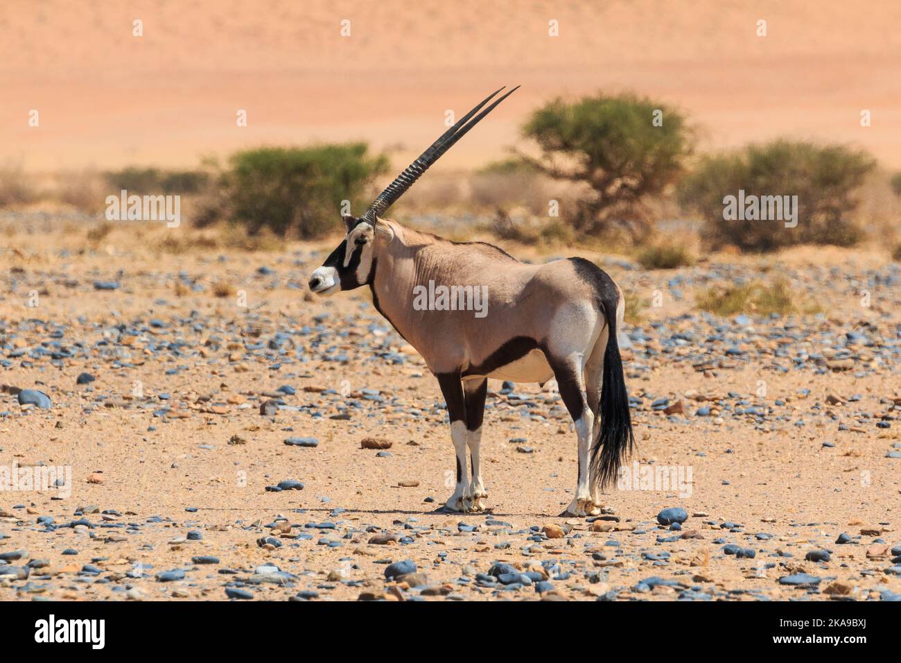 Oryx, Large antelope in the southern part of the Namib Desert in the ...