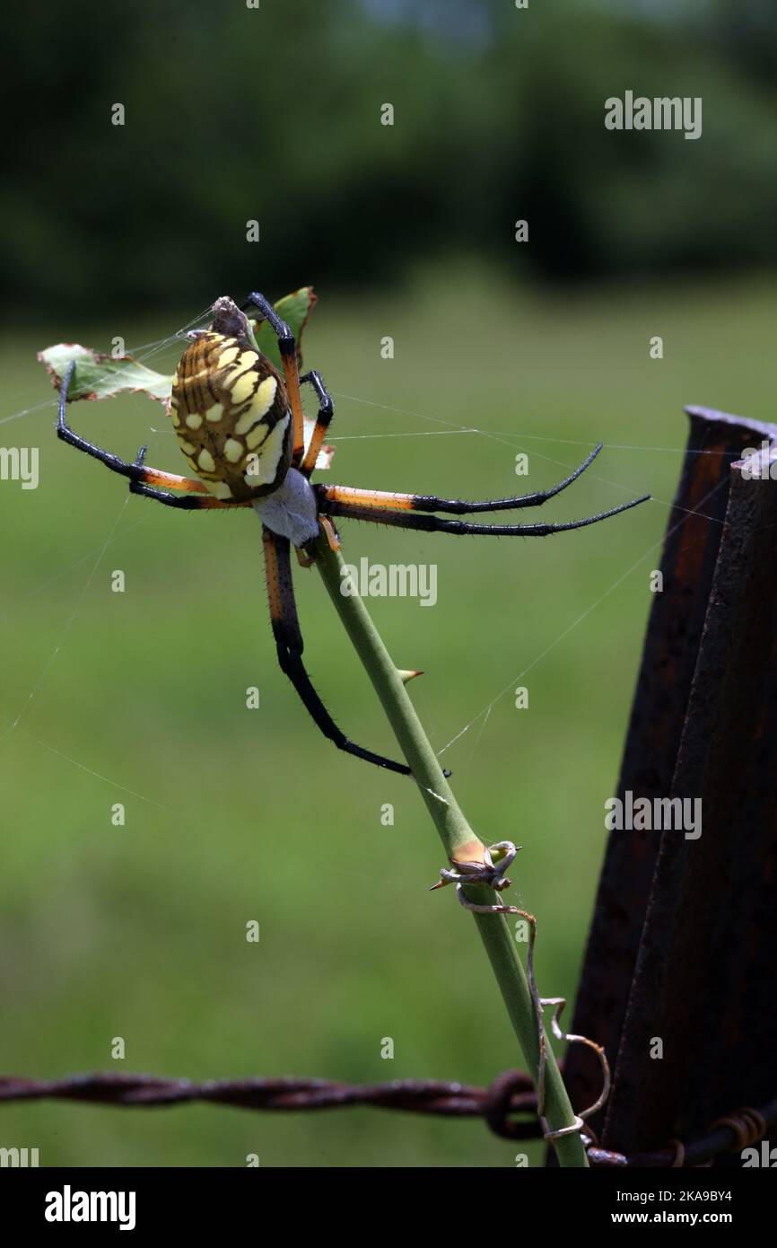 A vertical closeup of Argiope aurantia spider on plant stem in blurred ...
