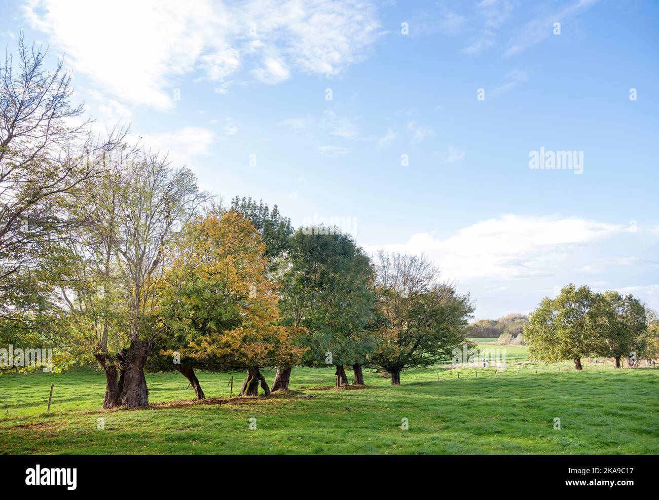 belgian landscape with trees and cows between brussels and charlerloi ...