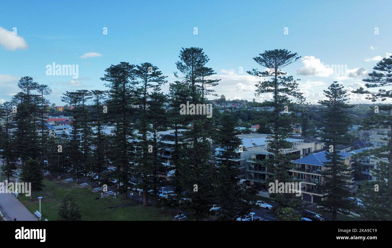 A view of beautiful tall trees near residential buildings under the ...