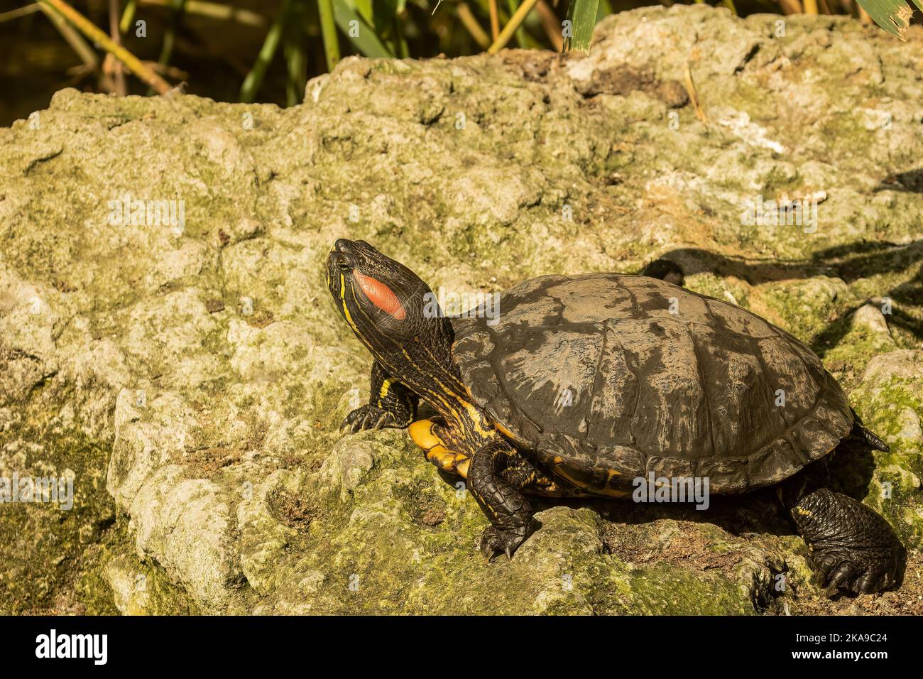 Close up Red eared Slider aka Terrapin, sunbathing on rock at water ...