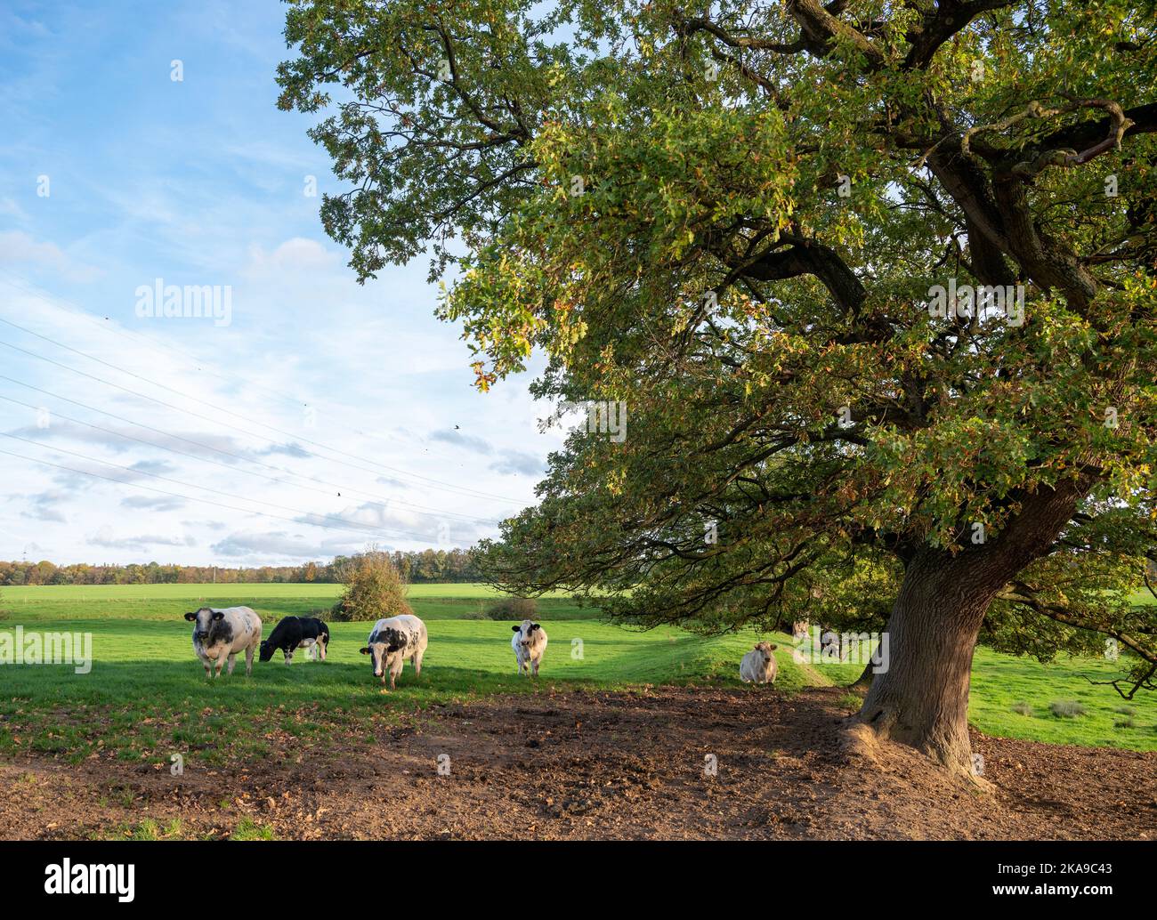 belgian landscape with oak tree and cows between brussels and ...