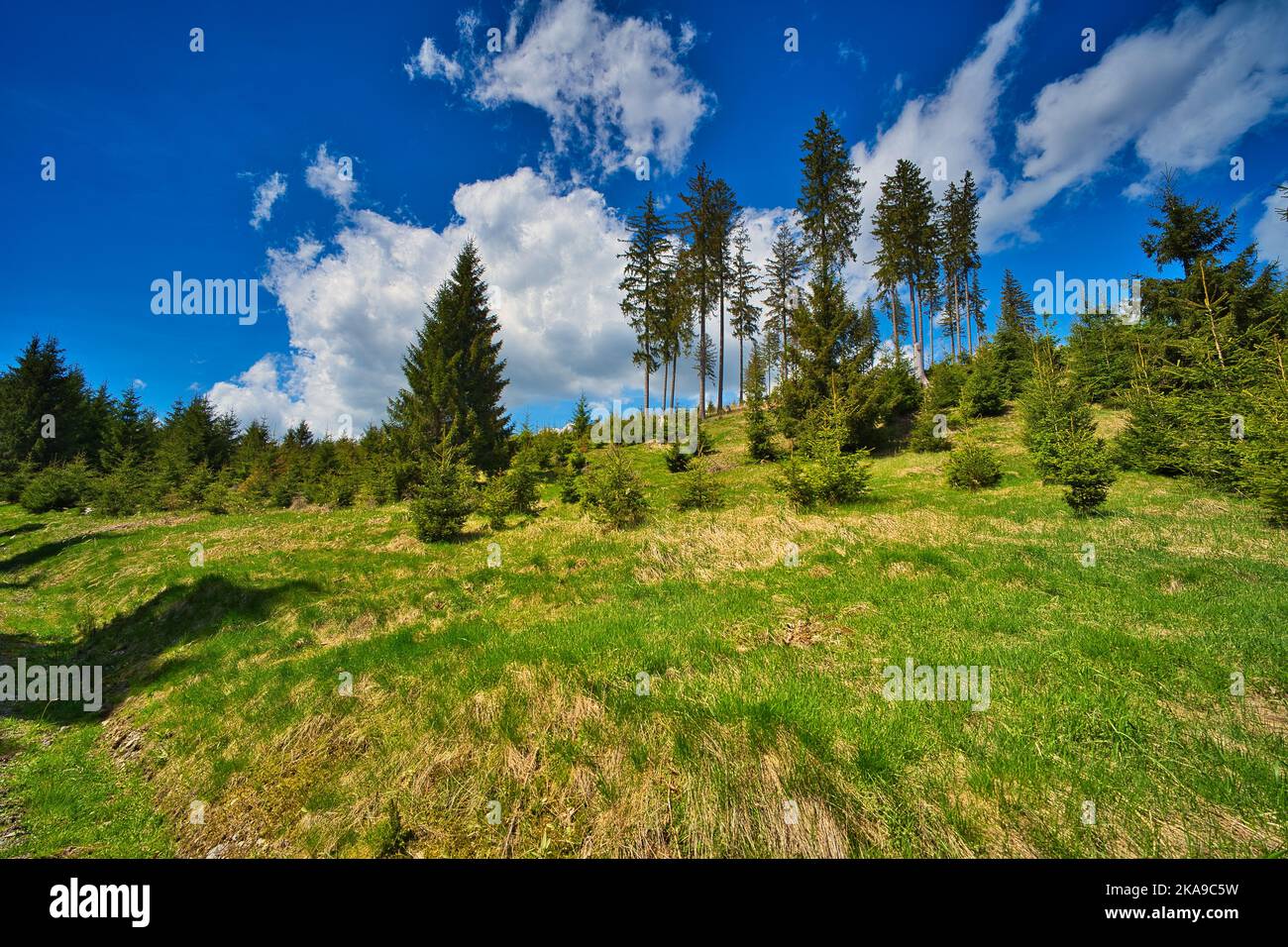 A natural view of a racetrack in a forest under a blue sky Stock Photo ...