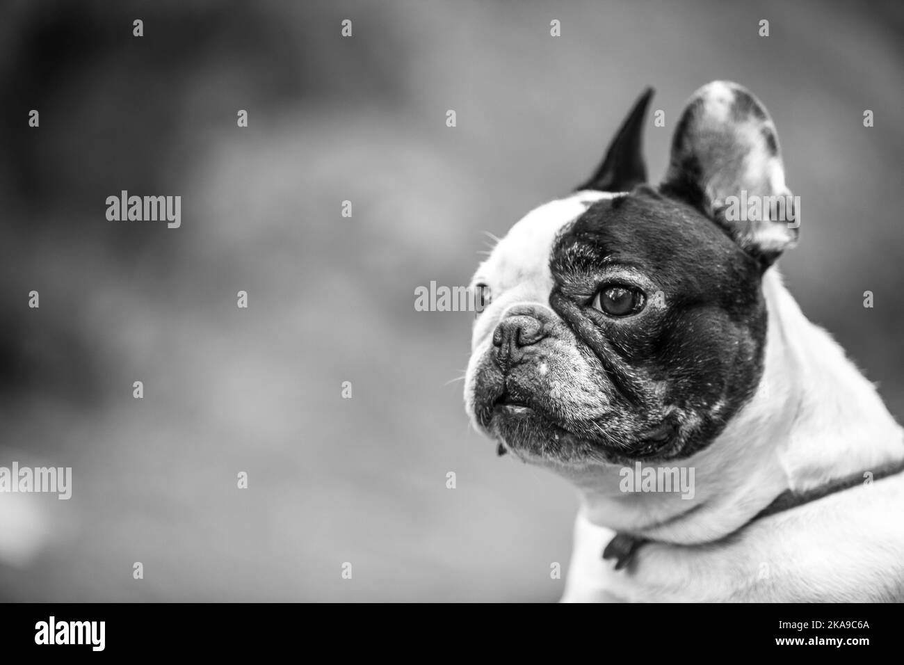 lovely French bulldog play and pose in the forest Stock Photo - Alamy