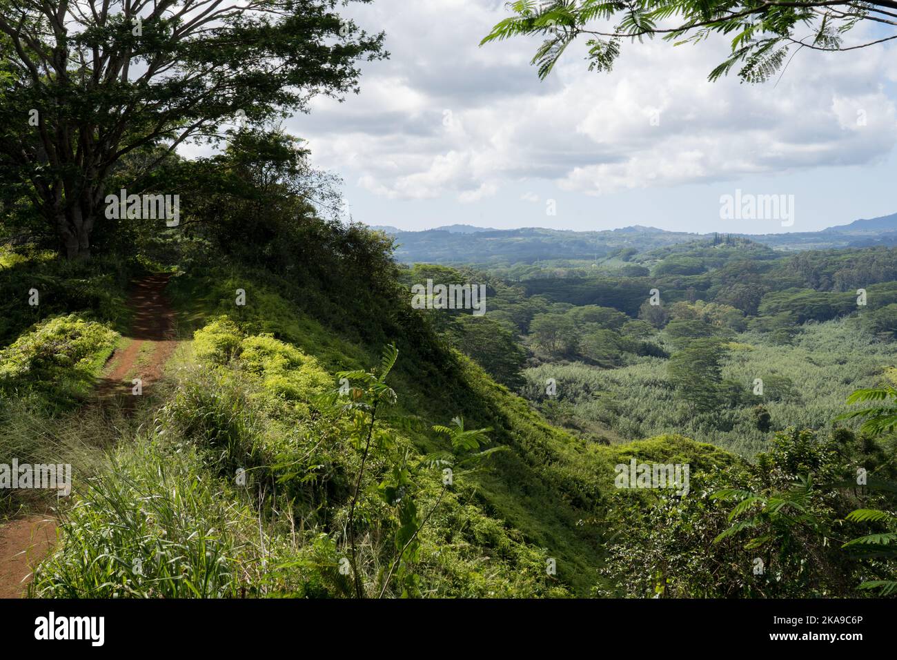 Grren forest hi-res stock photography and images - Alamy