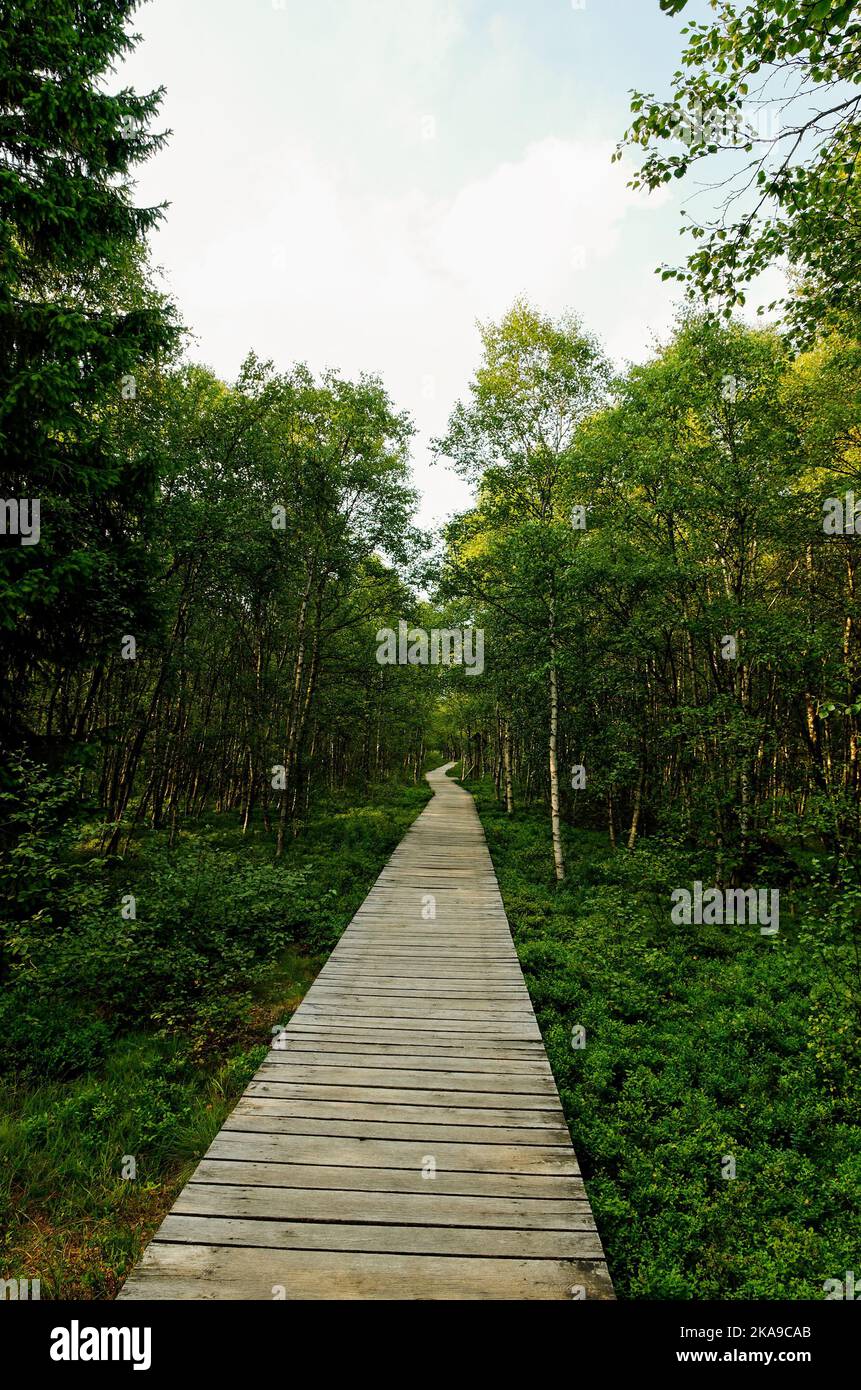 A vertical shot of a pathway at the Red Moor in the biosphere reserve ...
